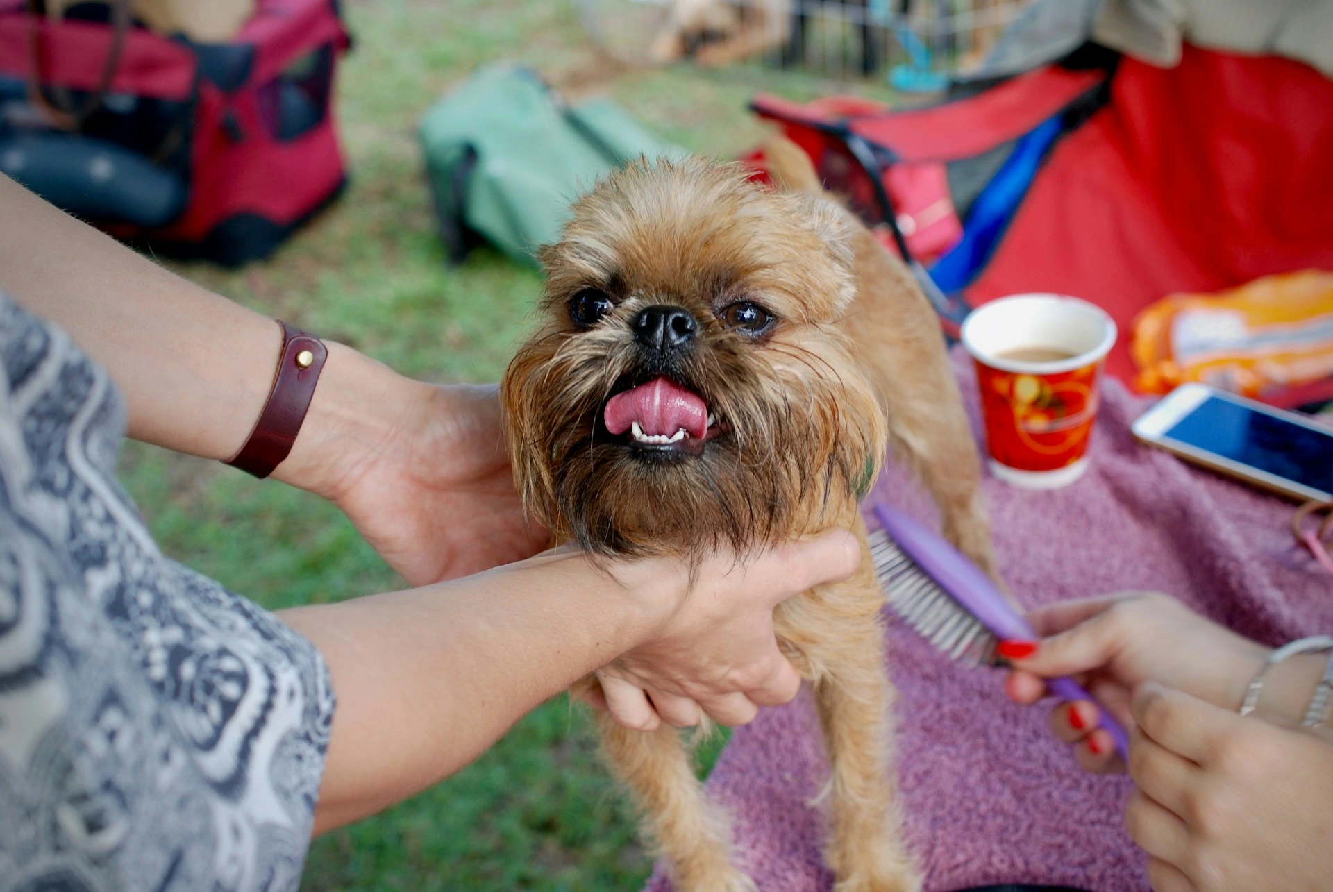 Medical Pet Grooming | Fayetteville NC Vet Clinic