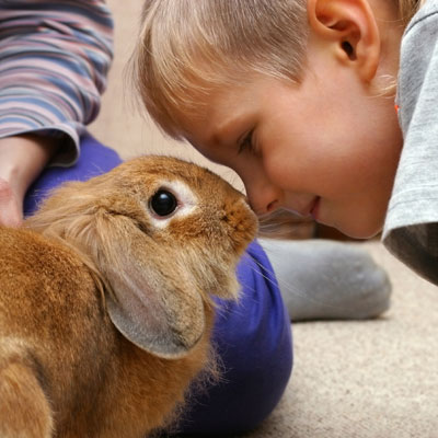 Grooming Your Bunny | Academy Pet Hospital